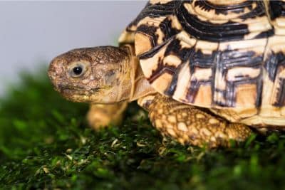Leopard Tortoise Size: Complete Growth Guide by Age