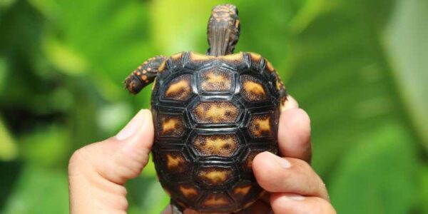 Red Footed Tortoise Size Guide by Age and Growth Rate