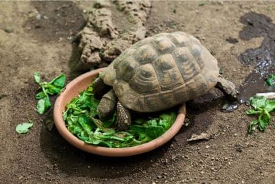 Hermann's Tortoise Diet: Complete Feeding Guide