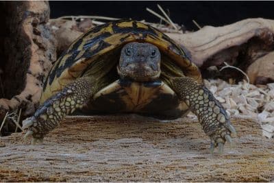 Hermann's Tortoise Enclosure Set Up and Ideas