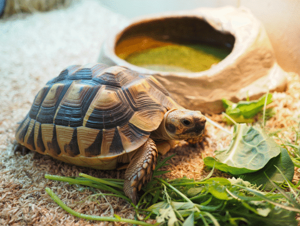 Unhealthy Tortoise Poop: What It Looks Like & What To Do