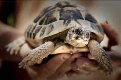 How Much Does a Tortoise Weigh? A Comprehensive Guide