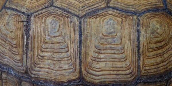 Understanding Tortoise Age by Size, Maturity and Growth Rate - Tortoise ...