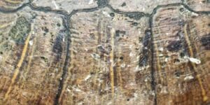 Understanding Tortoise Age by Size, Maturity and Growth Rate - Tortoise ...