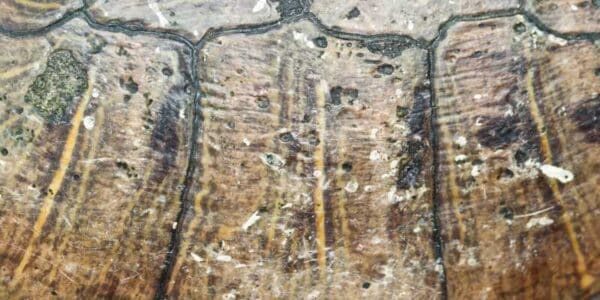 Understanding Tortoise Age by Size, Maturity and Growth Rate - Tortoise ...