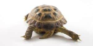 Tortoise Anatomy: A Complete Guide for Complete Health