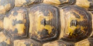 Exploring Tortoise Anatomy: A Detailed Guide