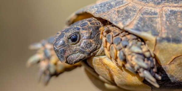 Exploring Tortoise Anatomy: A Detailed Guide