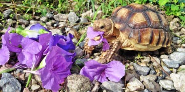 Tortoise Safe Plants: Guide to Edible and Toxic Plants