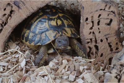 Tortoise Enrichment Activities and Supplies