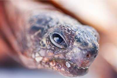 Causes of Tortoise Eye Infections and How to Prevent it