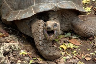 Tortoise Sounds: Understanding What Your Pet is Telling You