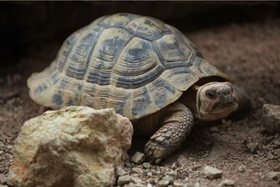 Hermann Tortoise Lifespan and Growth Stages