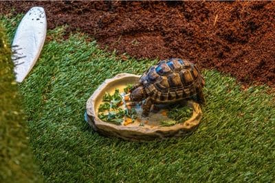 9 Tortoise Toys and Enrichment Activities for Your Pet