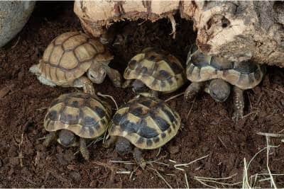 16 Dwarf Tortoise Species