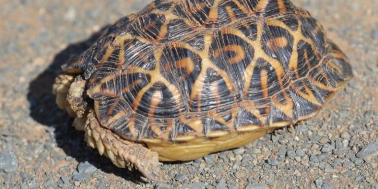 16 Dwarf Tortoise Species