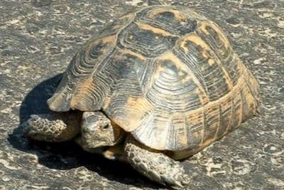 Ibera Greek Tortoise Facts and Stats