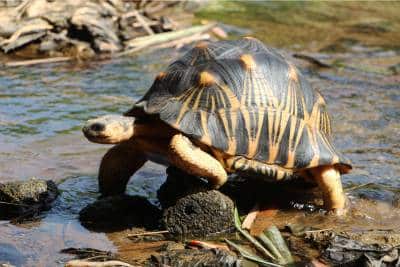 Radiated Tortoise Care Guide