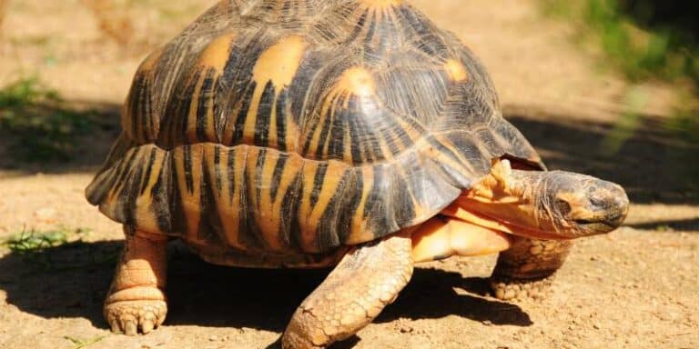 Radiated Tortoise Care Guide
