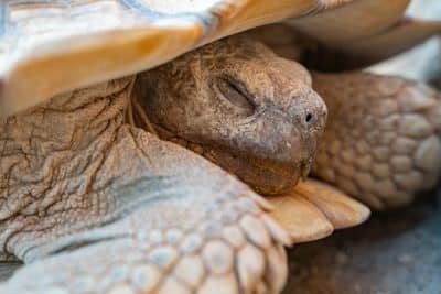 Sonoran Desert Tortoise (Gopherus morafkai) Care Guide