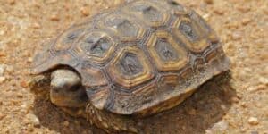 16 Dwarf Tortoise Species