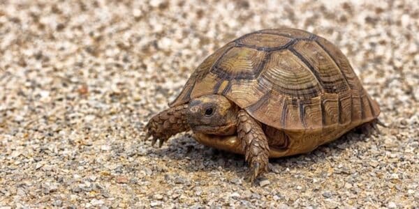 Small Tortoise Species: 6 Types That Stay Small