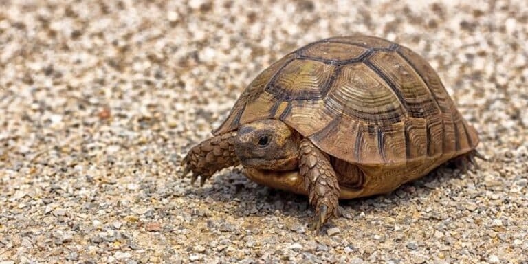 6 Types of Tortoises that Stay Small