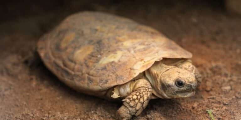 Small Tortoise Species: 6 Types That Stay Small