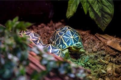 Small Tortoise Species: 6 Types That Stay Small