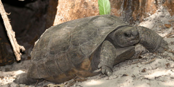 Gopher Tortoise Habitat and Facts