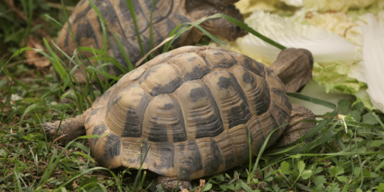 Hermann's Tortoise Vs Russian Tortoise: Ultimate Best Pet Guide