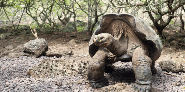 Pinta Island Tortoise: Background and Facts