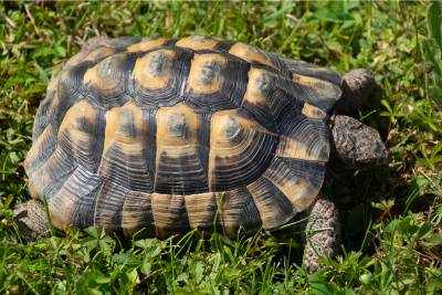 Western Hermann's Tortoise Facts and Stats